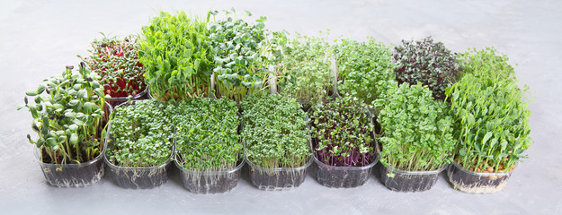 How to Get Started Growing Microgreens Step By Step