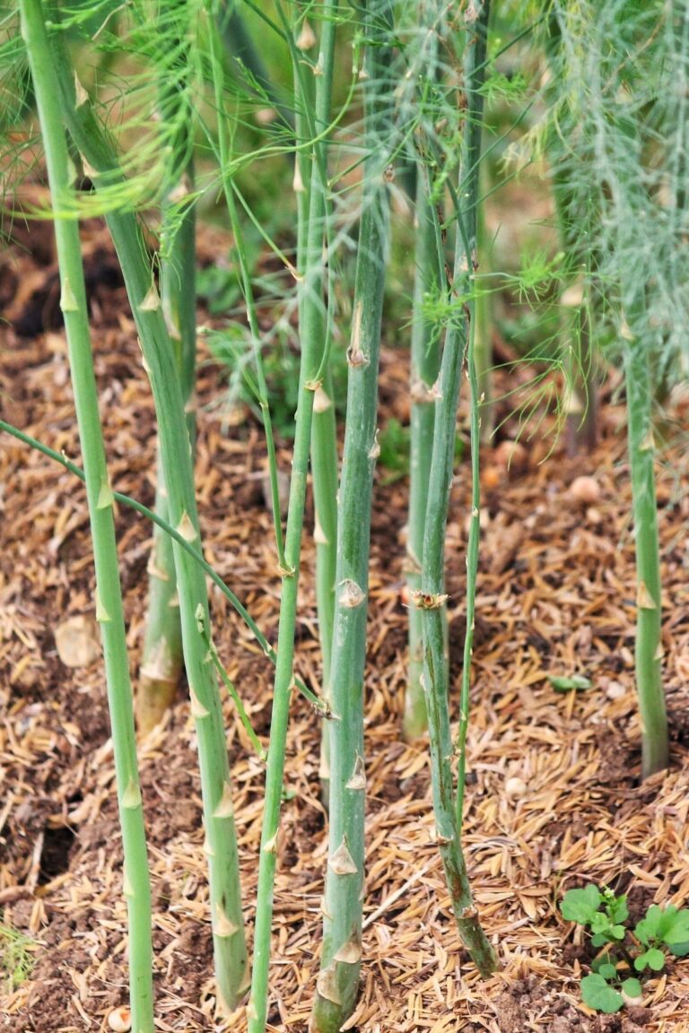 The Tomato Companion Planting Guide: 27 Plants That Will Transform Your ...