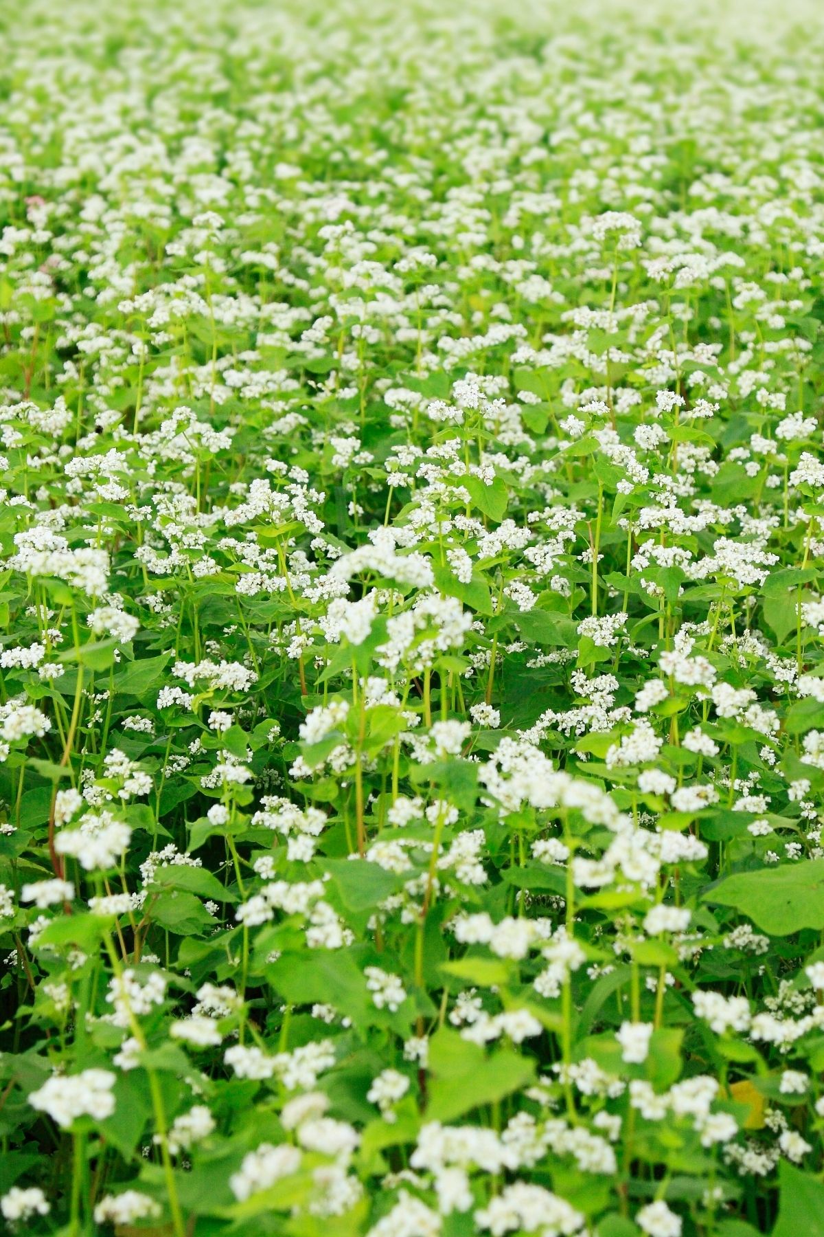 The Tomato Companion Planting Guide: 27 Plants That Will Transform Your ...