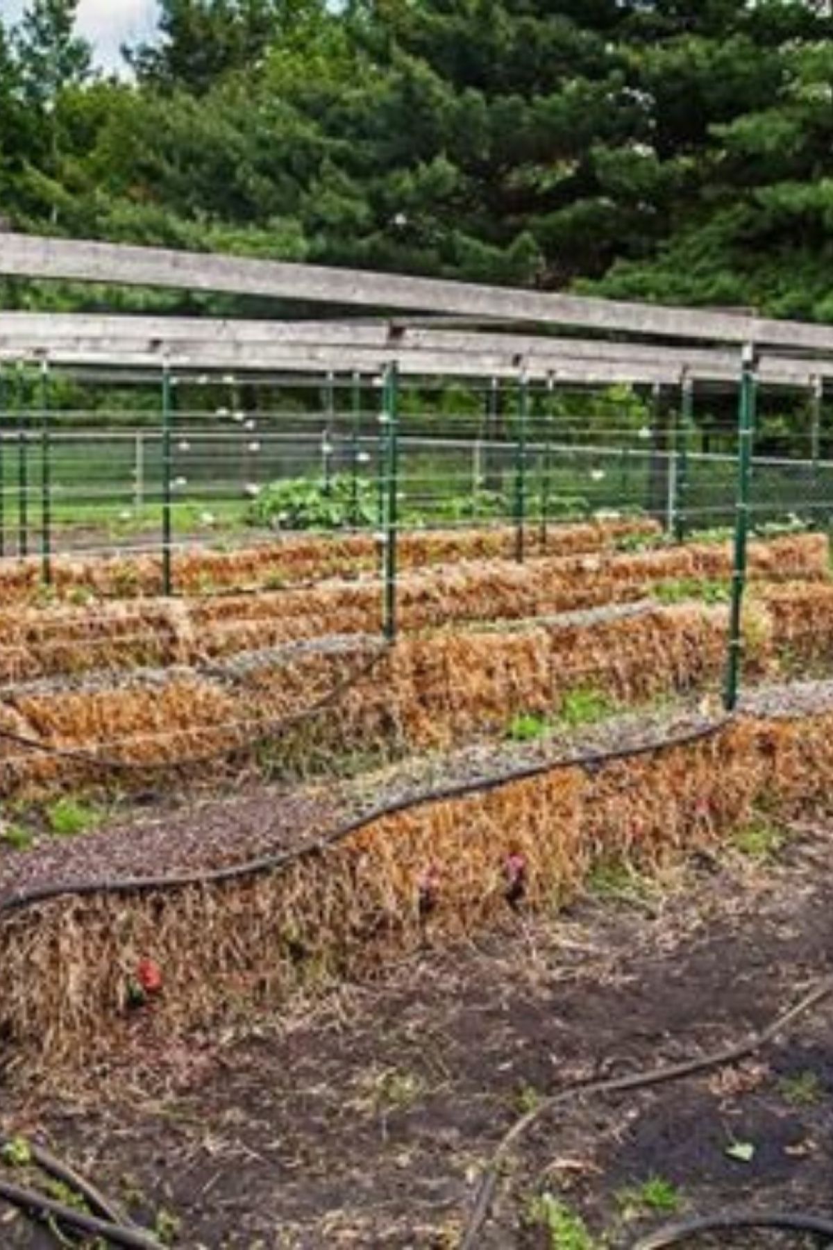 23 Ingenious Raised Garden Bed Ideas to Transform Your Garden - Rooted ...