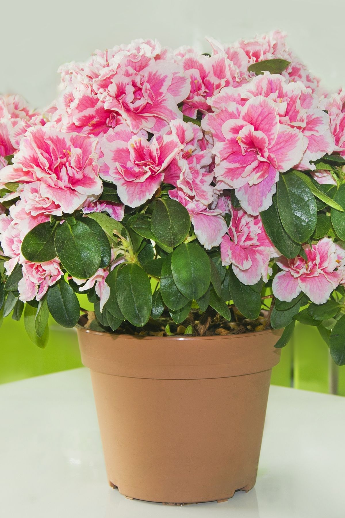 20 Plants That Bloom Just in Time for Easter - Rooted Urban Life