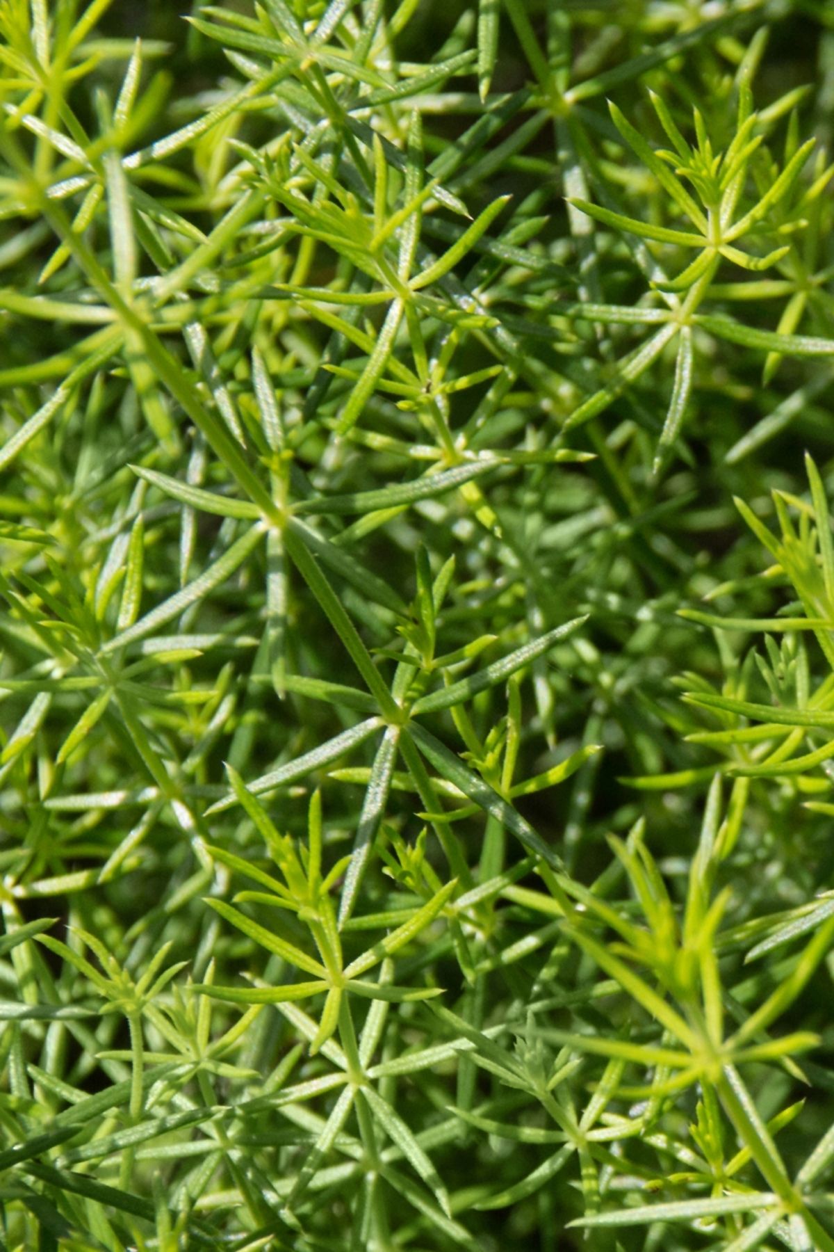 Wild Eats in the City: 16 Edible Plants Hiding in Plain Sight - Rooted ...