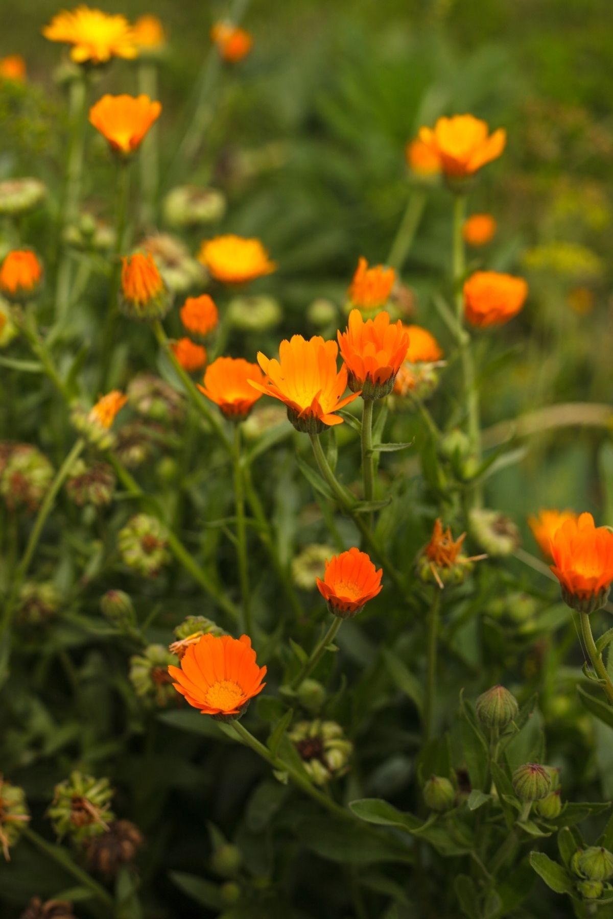 How to Create a Beautiful Herbal Tea Garden on Your Balcony: 15 ...